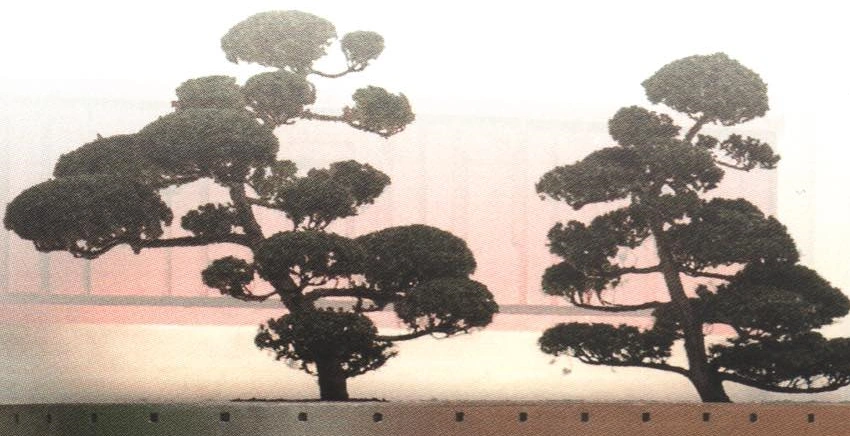 Chinar tree | Wookieepedia | Fandom