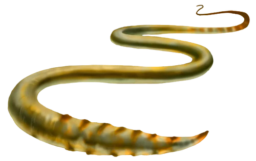 Brain worm | Wookieepedia | Fandom