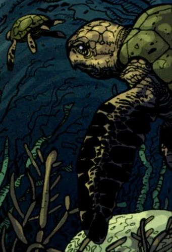 Turtle | Wookieepedia | Fandom