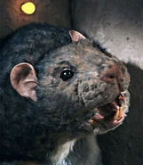 Galerij van Species T | Star Wars Wiki | Fandom