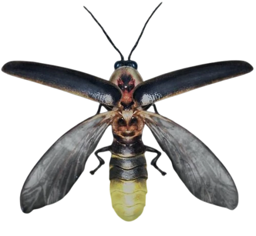 Ronga bug | Wookieepedia | Fandom