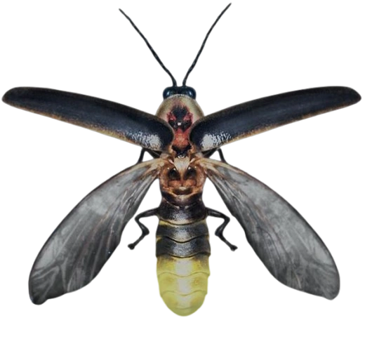 Ronga bug | Wookieepedia | Fandom