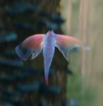 Brendoki Flutterby | Star Wars Wiki | Fandom