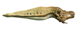 Colo claw fish | Wookieepedia | Fandom