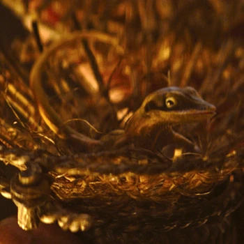 Horned gekko | Wookieepedia | Fandom
