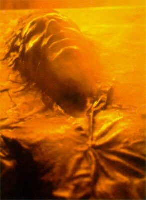Carbonite | Star Wars Wiki | Fandom