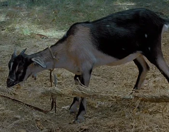 Endorian goat | Wookieepedia | Fandom