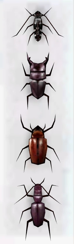 Beetle | Wookieepedia | Fandom