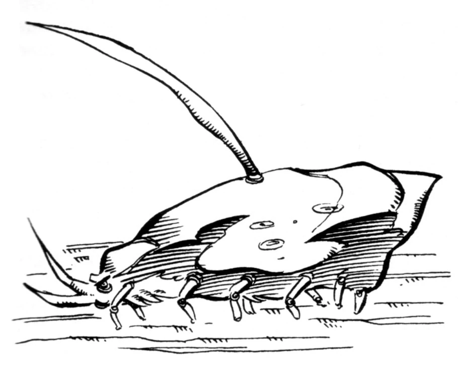 Bandara | Wookieepedia | Fandom