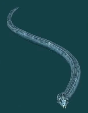 Crystal snake | Wookieepedia | Fandom