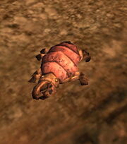 Kreetle | Wookieepedia | Fandom