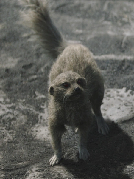 Lava meerkat | Wookieepedia | Fandom