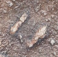 Tooke | Wookieepedia | Fandom