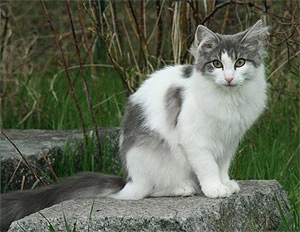 Katt | Vaderpedia | Fandom