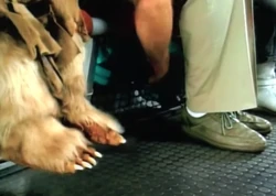 Teek (Teek) | Wookieepedia | Fandom