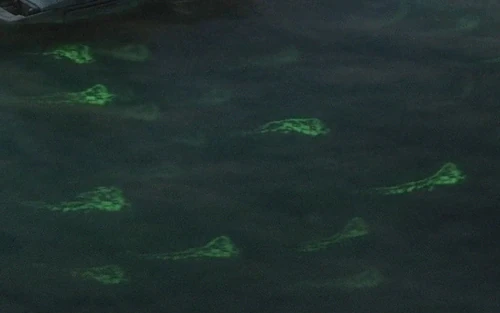 Luminescent green ray | Wookieepedia | Fandom