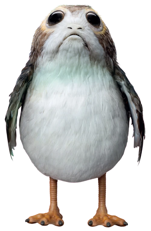 Porg | Wookieepedia | Fandom