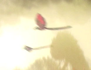 Felucia bird | Wookieepedia | Fandom