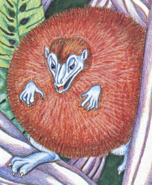 Unidentified ball-shaped creature | Wookieepedia | Fandom