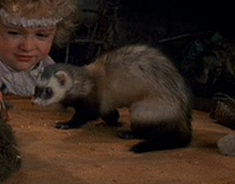 Unidentified Endor mammal | Wookieepedia | Fandom