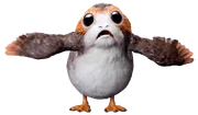 Porgs | Star Wars Wiki | Fandom