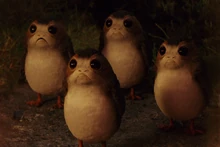 Porg | Star Wars Universe Wiki | Fandom