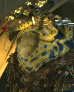 Sy Snootles | Star Wars Universe Wiki | Fandom