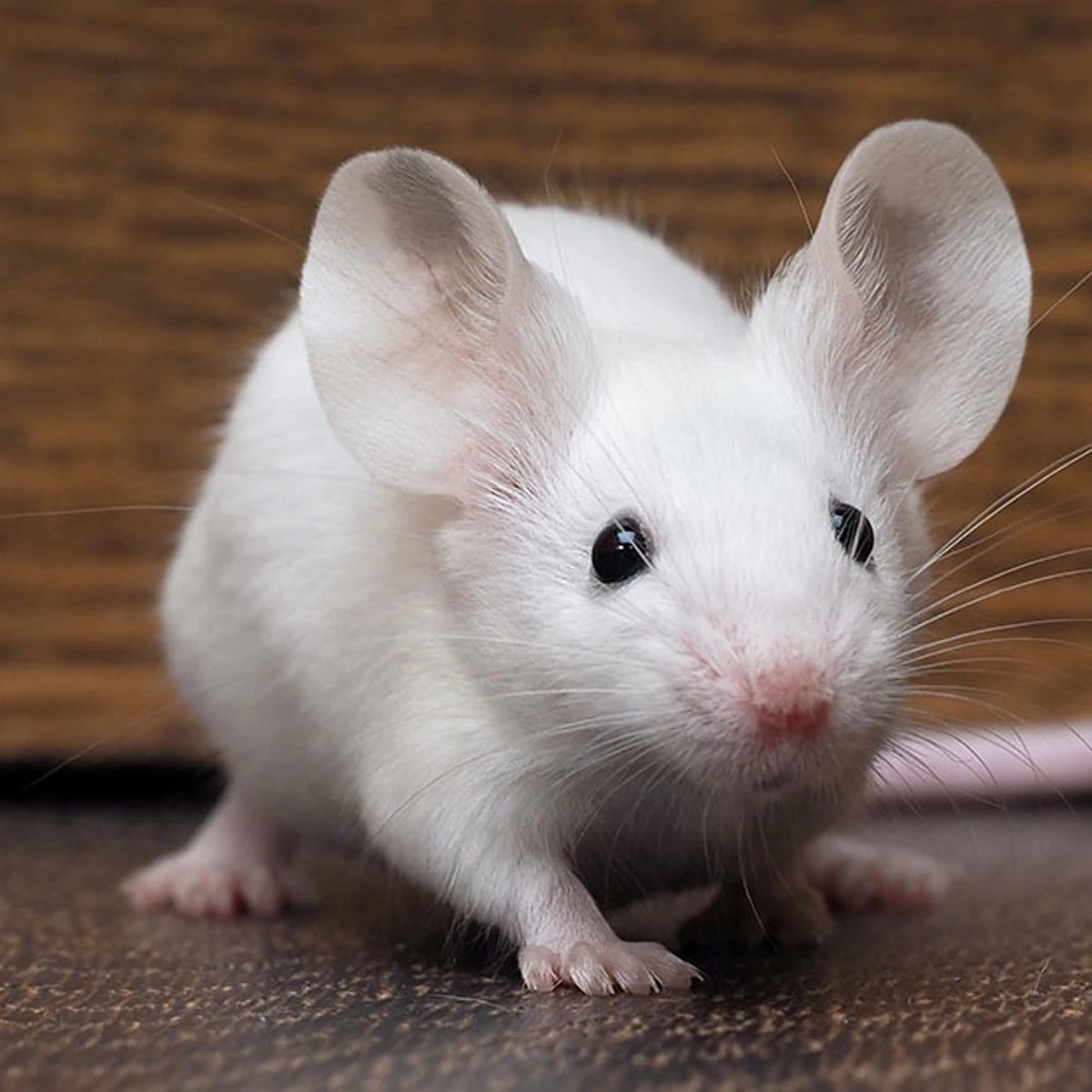 Pip the Mouse | Stella Wiki | Fandom