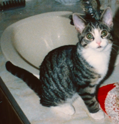 Mittens | Stephen Wiki | Fandom