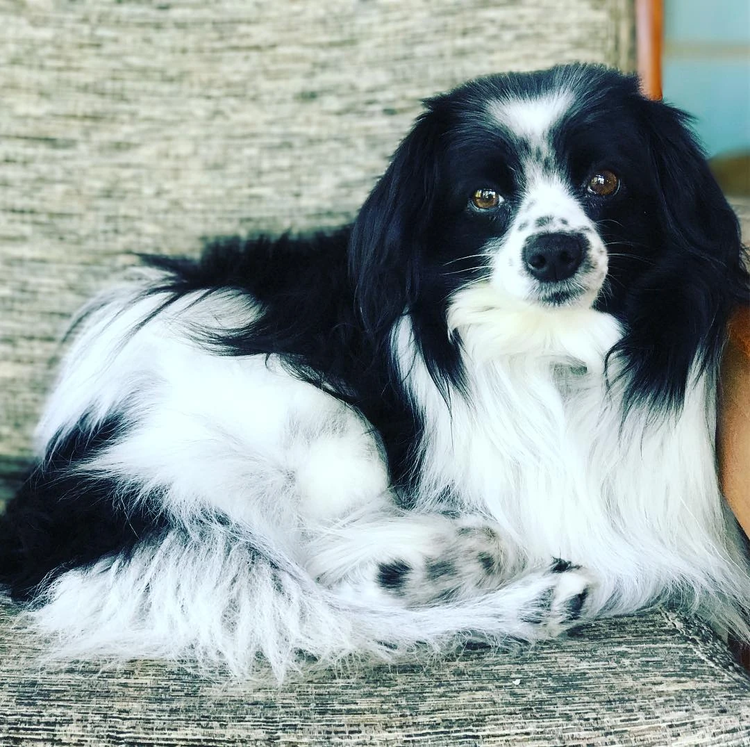 Monkey | Stephen Wiki | Fandom