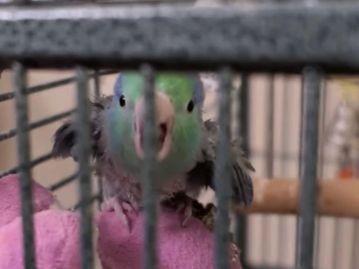 Pochi | Stephen Wiki | Fandom