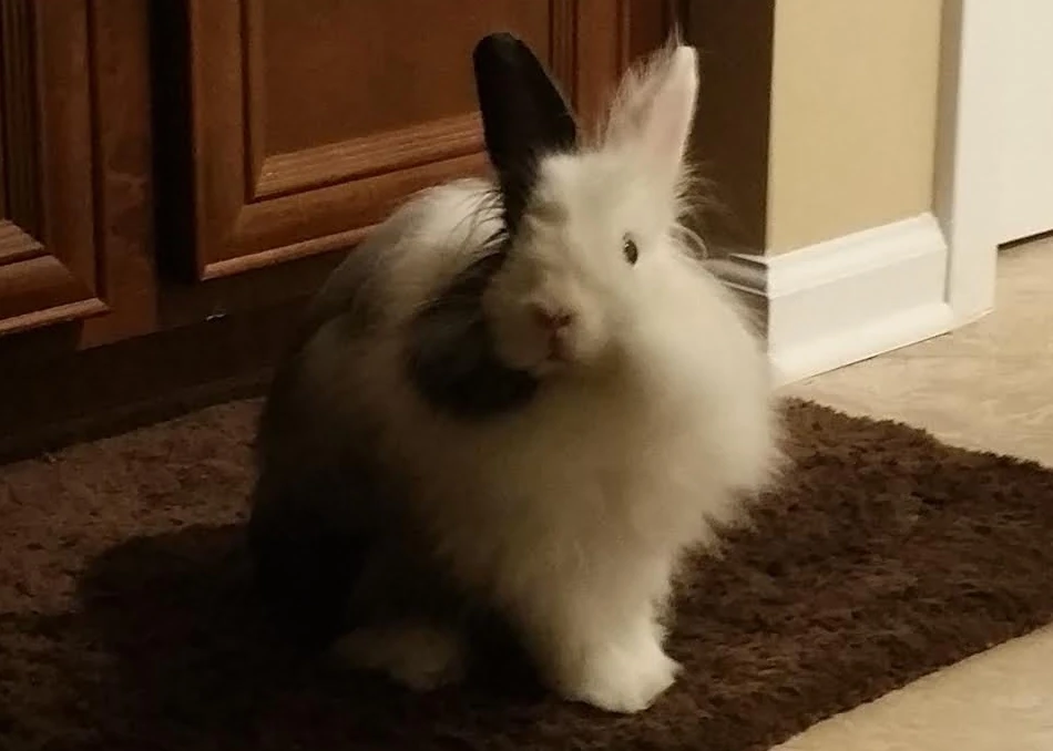 Pippy | Stephen Wiki | Fandom