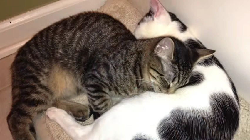 Kepler/Gallery | Stephen Wiki | Fandom