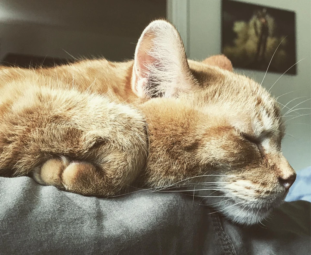 Koth/Gallery | Stephen Wiki | Fandom