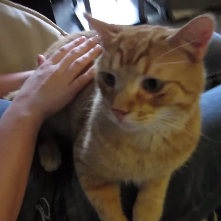 Koth | Stephen Wiki | Fandom