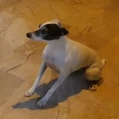 Luna | Stephen Wiki | Fandom