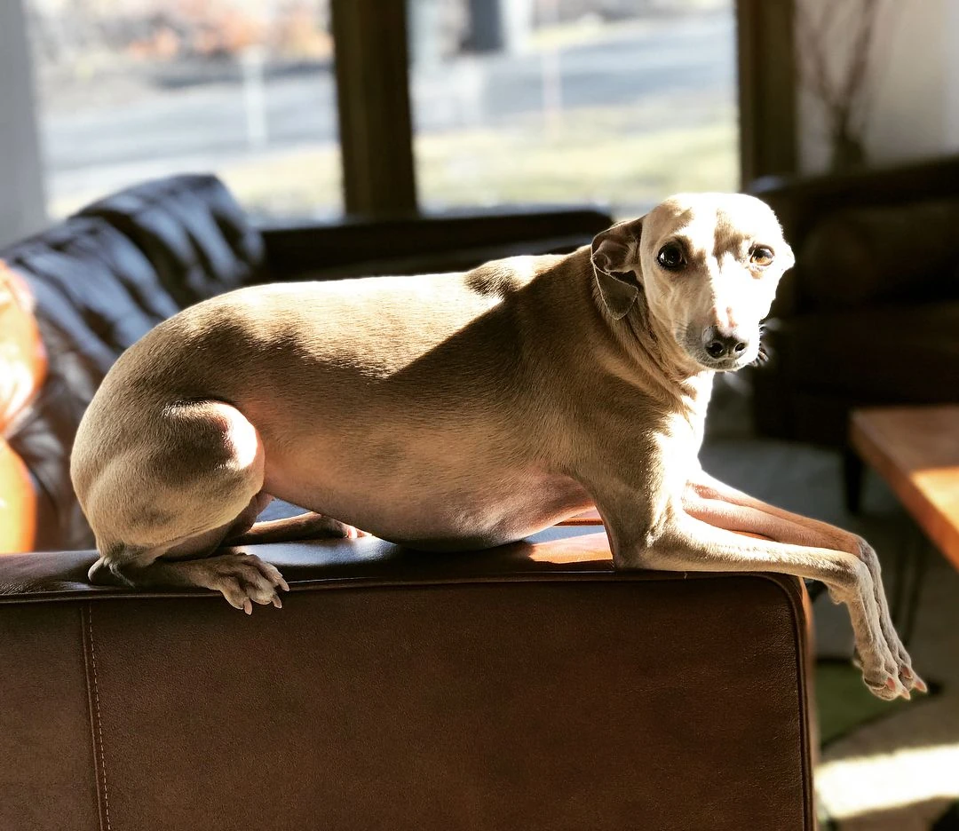 Coco | Stephen Wiki | Fandom