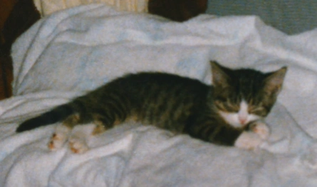 Mittens/Gallery | Stephen Wiki | Fandom