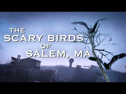 Scary Birds | Stephen Wiki | Fandom