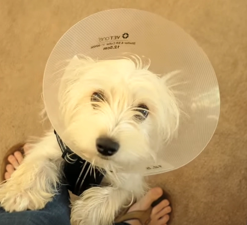 Leia | Stephen Wiki | Fandom