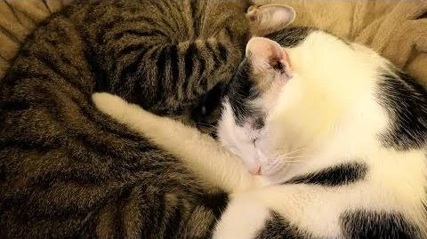 Various Updates (Day 3181 - 8/10/18) | Stephen Wiki | Fandom