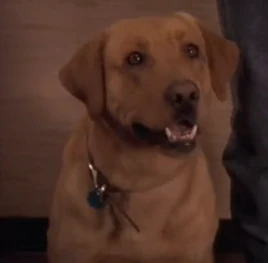 Kojak | Stephen King Wiki | Fandom