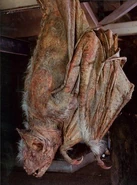The Bat Creature | Stephen King Wiki | Fandom