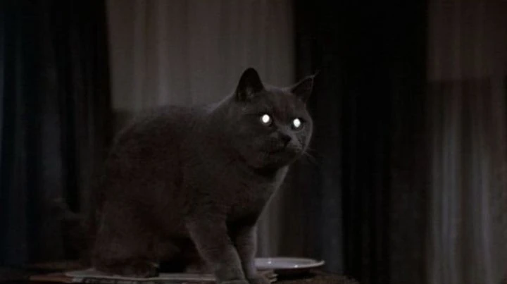 Category:Cats | Stephen King Wiki | Fandom