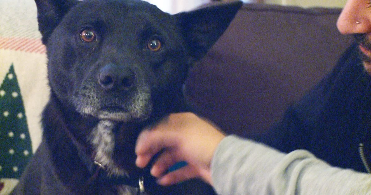 Jesus-dog | Stephen King Wiki | Fandom