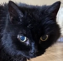 Mystic Mog | Stevie Knows Wiki | Fandom