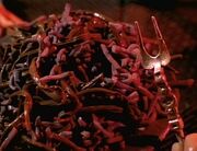 Gagh | Star Trek Expanded Universe | Fandom