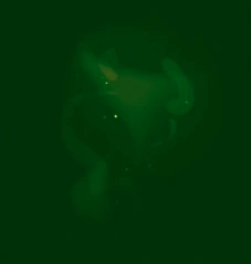 Secret Units | Stick War Wiki | Fandom