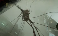 Ewan Muir | Still Wakes the Deep Wiki | Fandom