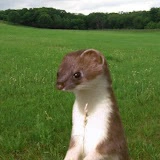 The guy who created skydiving | Stoatly Wiki | Fandom